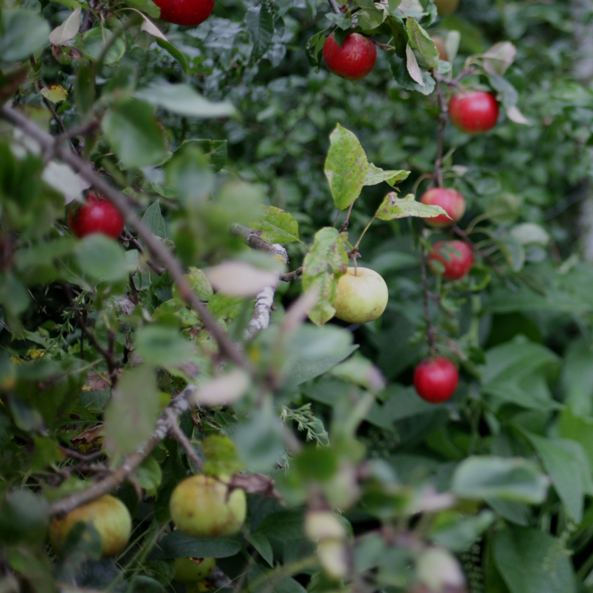 Apple Tree - Golden Noble – Habitate