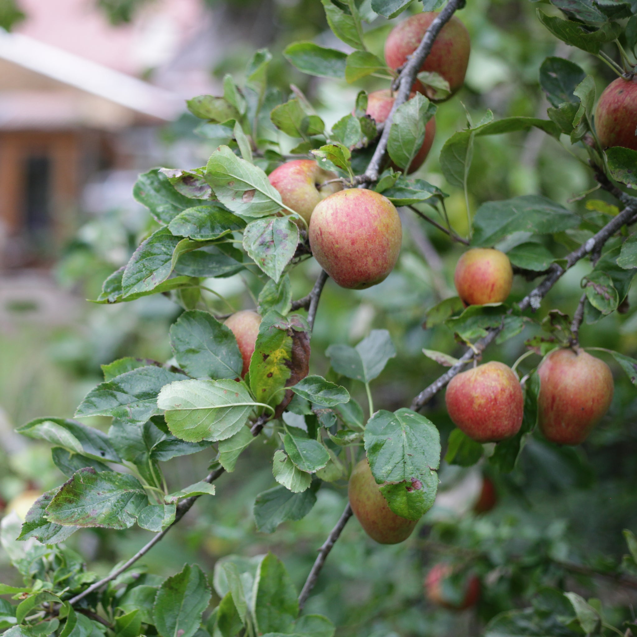 Apple Tree - Jupp's Russet – Habitate