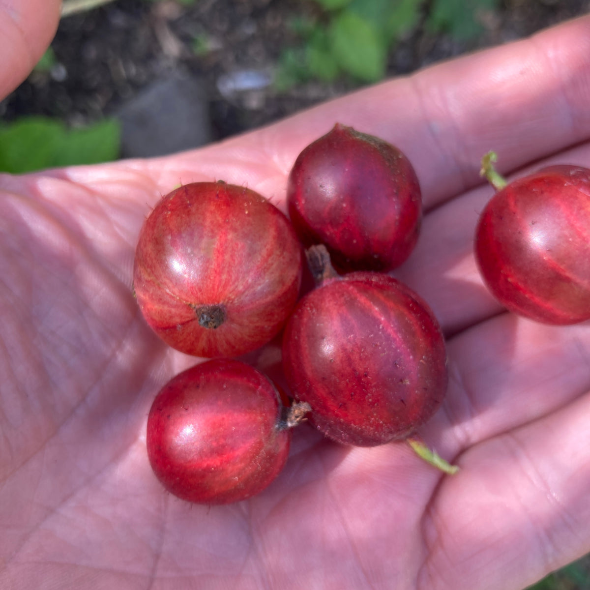 Gooseberry - Pax – Habitate